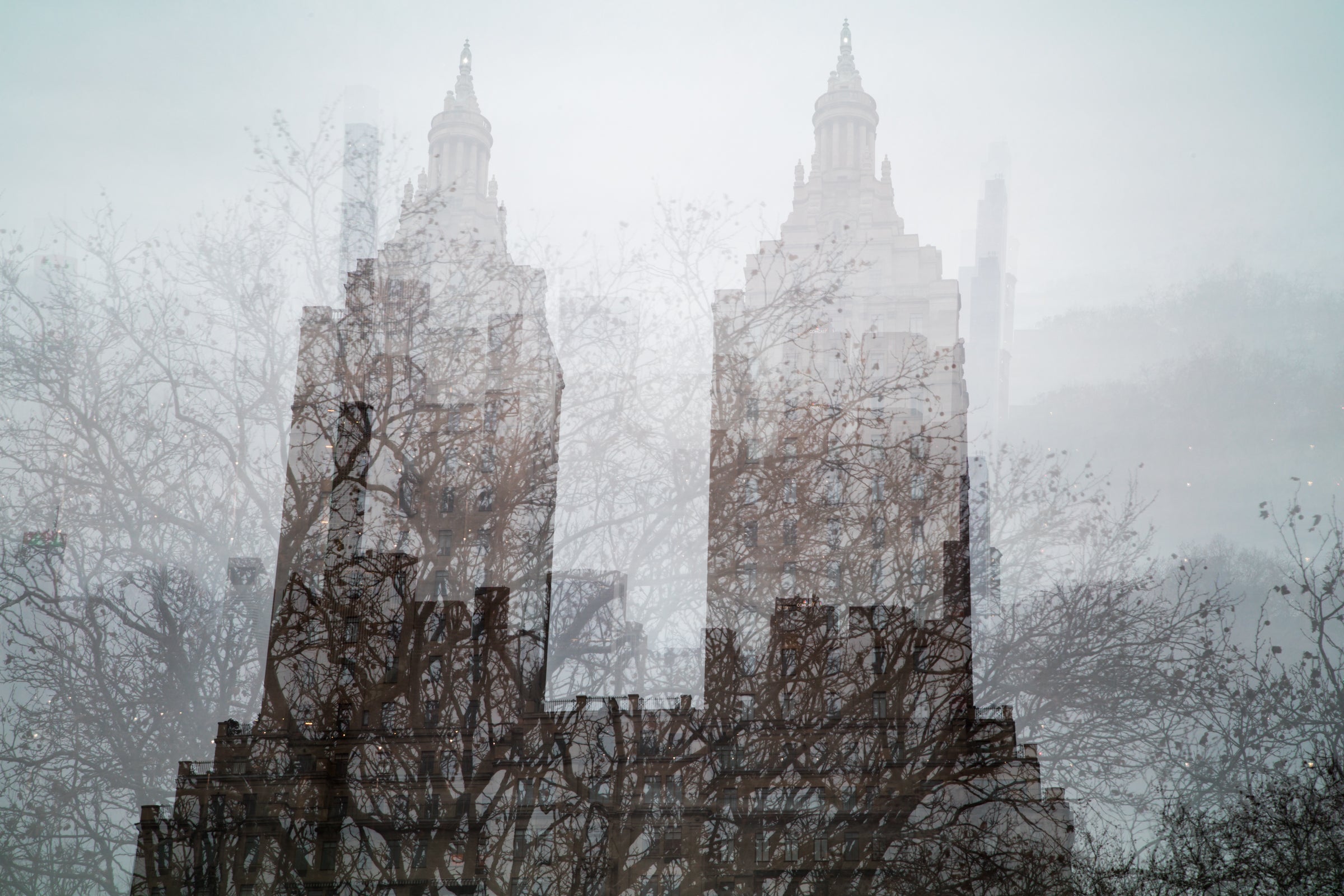 Trees of San Remo II